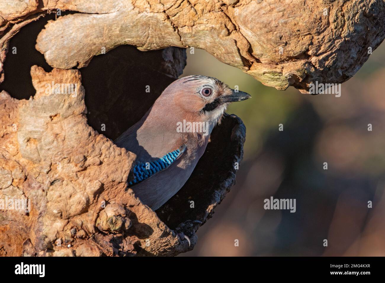 Jay, (Garrulus glandarius), Insch, Aberdeenshire, Scotland, UK Stock ...