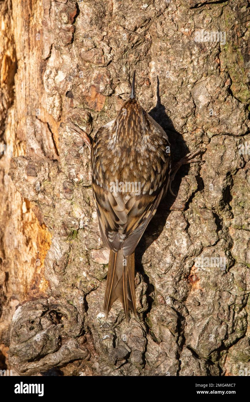 Treecreeper (Certhia familiaris), Insch, Aberdeenshire, Scotland, UK ...