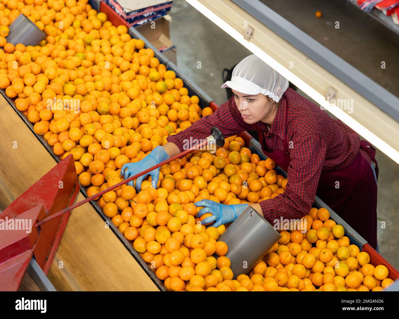 Female worker of fruit factory sorting tangerines on conveyor belt ...