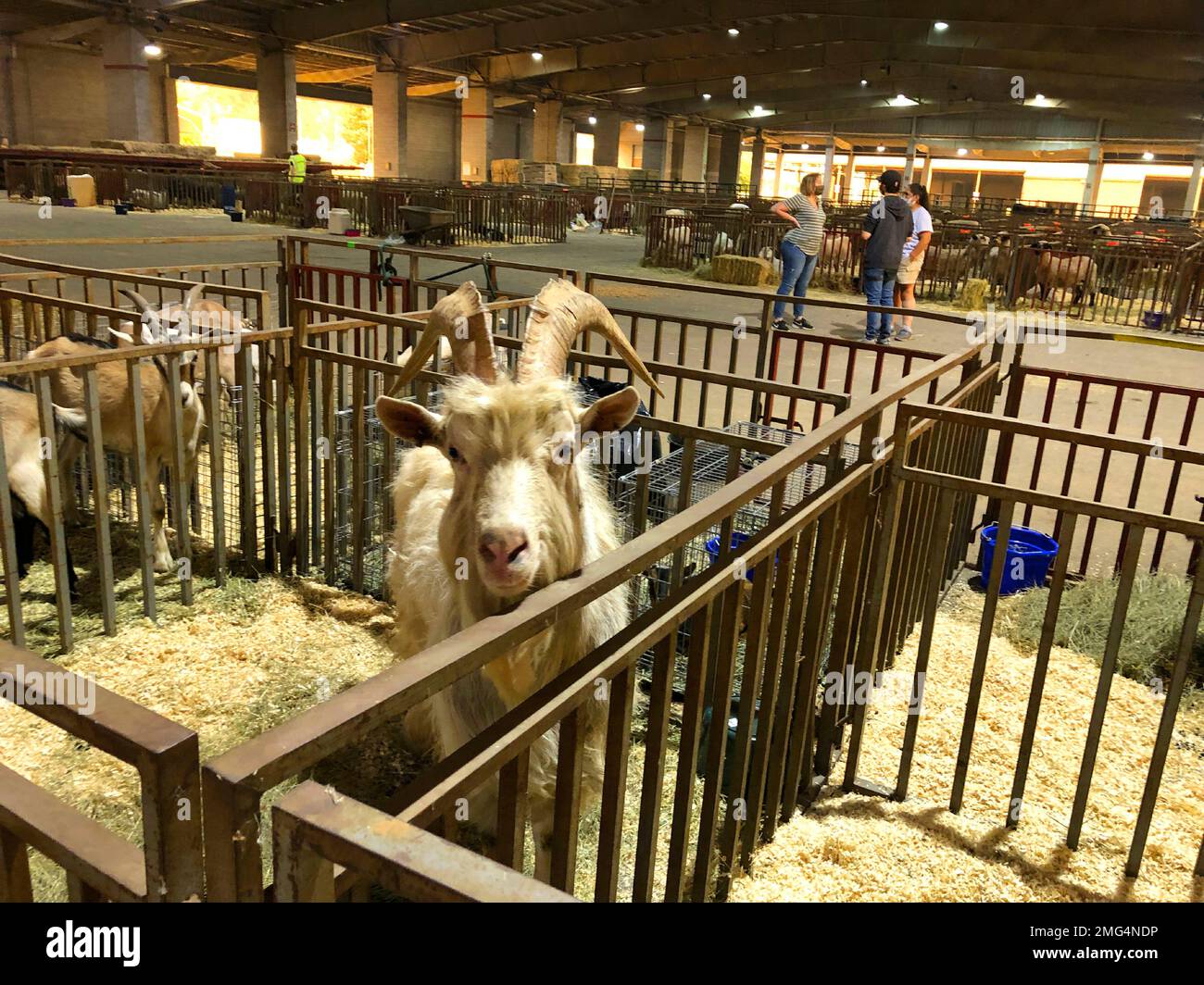 A goat stands in a pen on the Oregon State Fairgrounds Wednesday, Sept ...