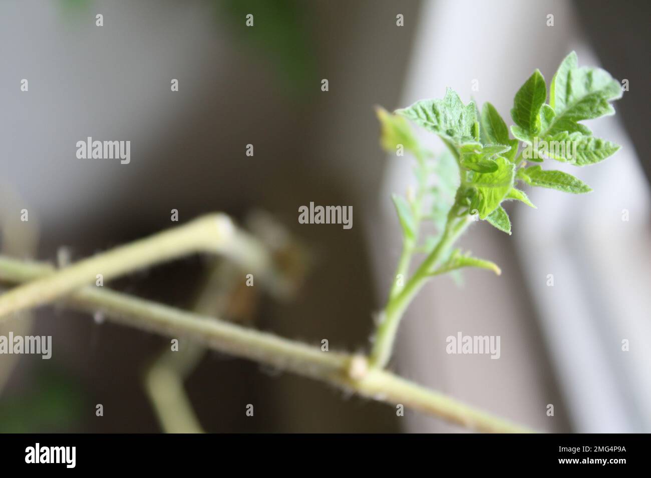 Cluster of green leaves growing on a house plant, new growth from ...
