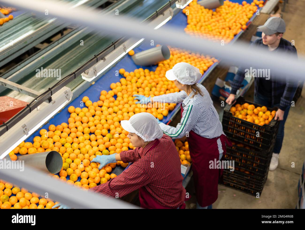 Team of workers in colored uniforms on citrus sorting line at warehouse ...