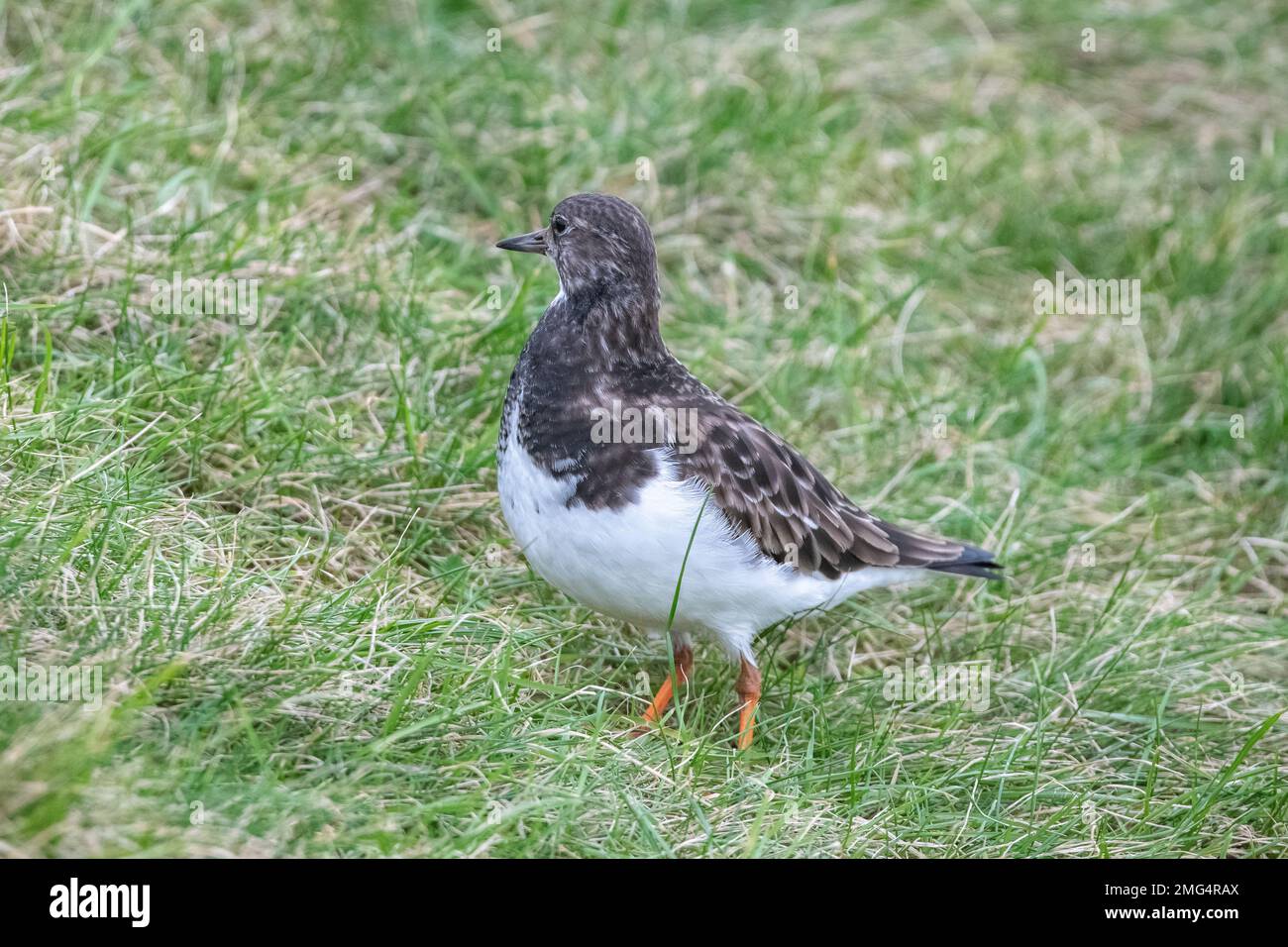 Turnstone, (Arenaria interpres), Aberdeen Beach, Scotland, UK Stock ...
