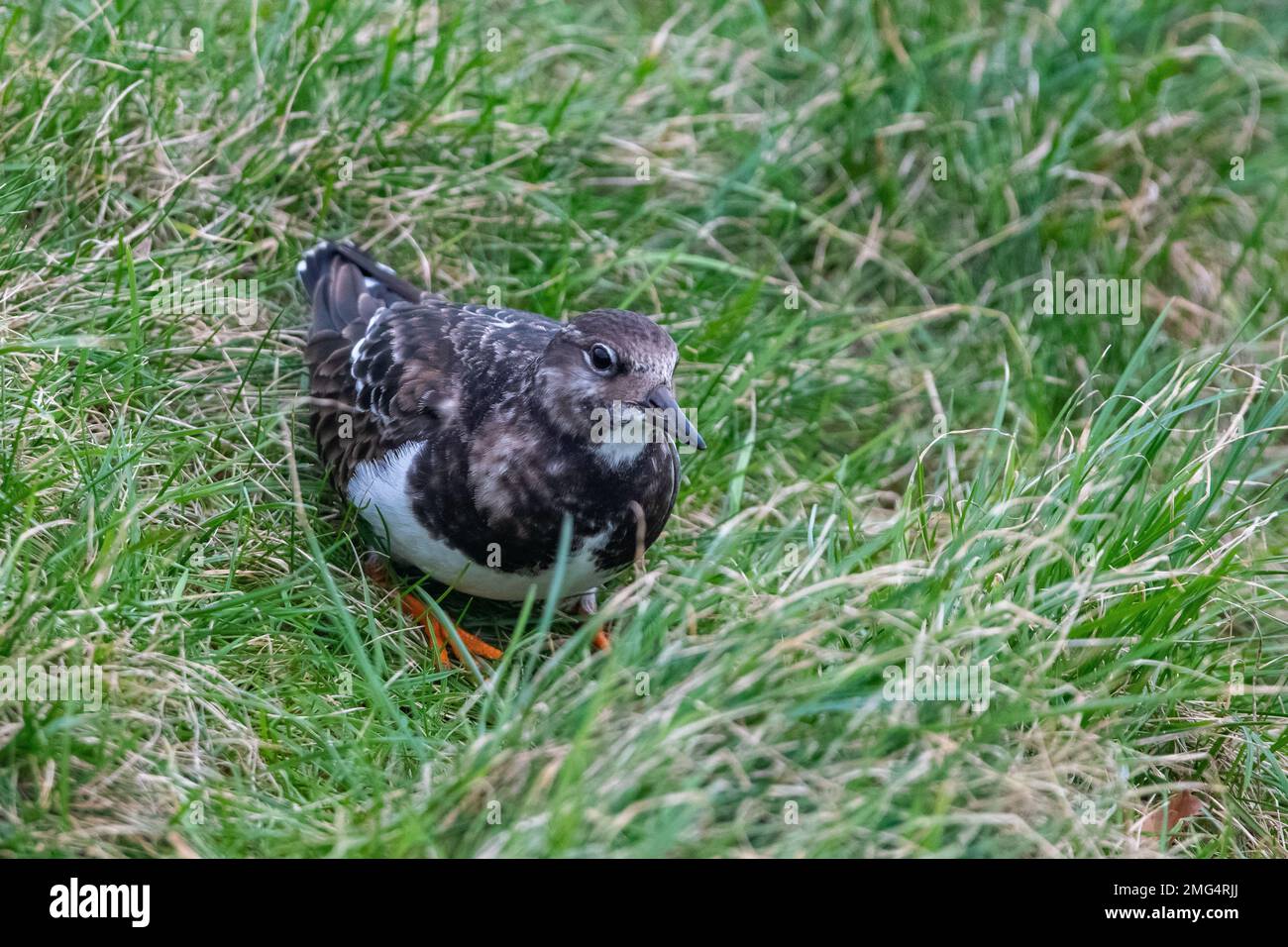 Turnstone, (Arenaria interpres), Aberdeen Beach, Scotland, UK Stock ...