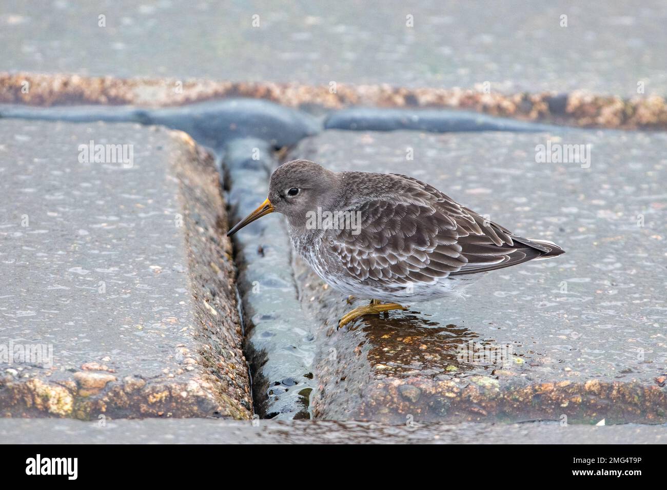 Purple sandpiper (Calidris maritima), Aberdeen Beach, Scotland UK Stock ...