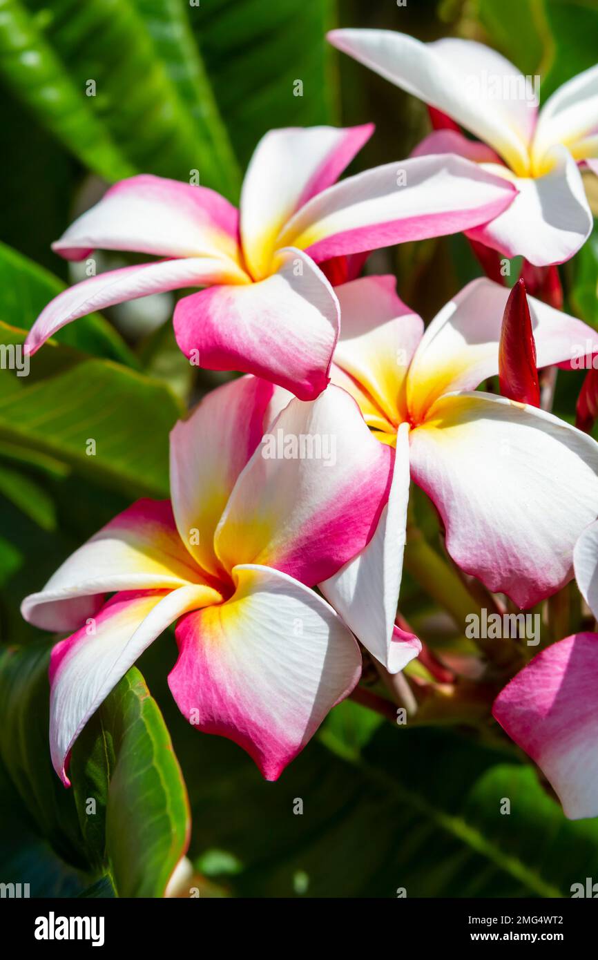 Melia tropical hi-res stock photography and images - Alamy