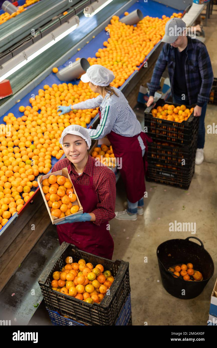 Team of workers in colored uniforms on citrus sorting line at warehouse ...