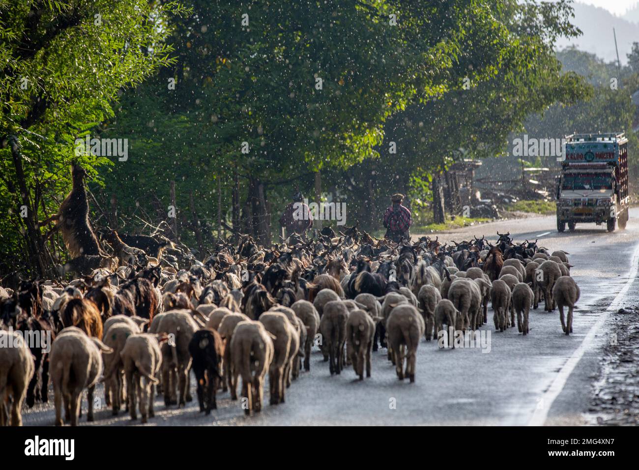 Kashmiri nomadic Bakarwals herd their sheep and goats as it rains near ...