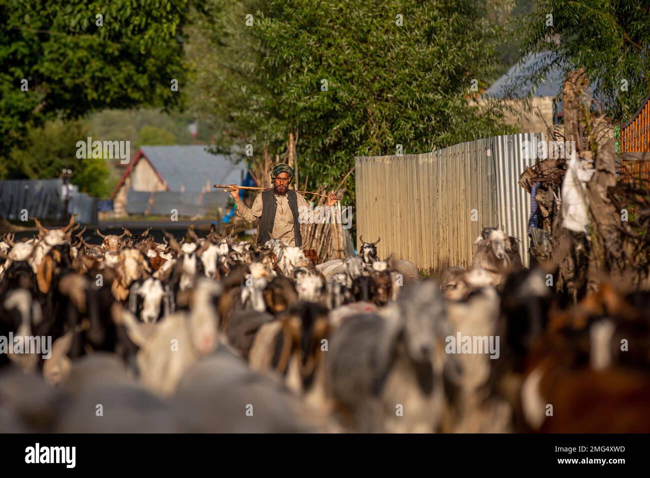 A Kashmiri nomadic Bakarwal herds his sheep and goats near Gund on the ...