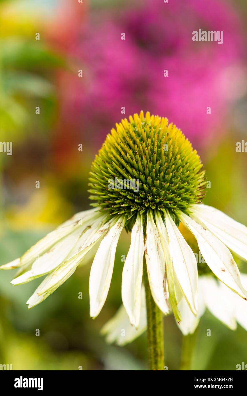 Cone flower closeup hi-res stock photography and images - Alamy