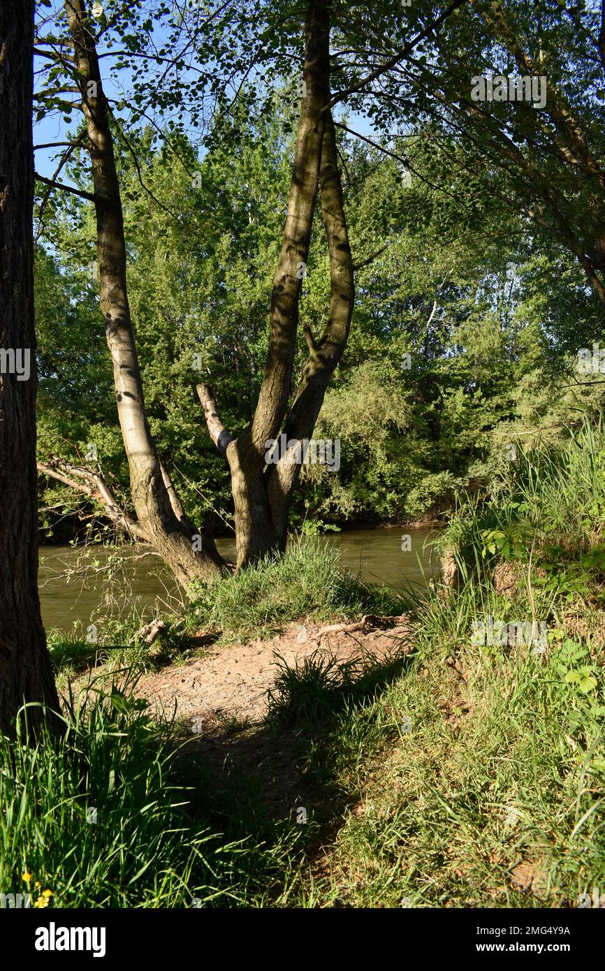 Trees, grass and ground in front of the Nisava River. Sunny spring day ...