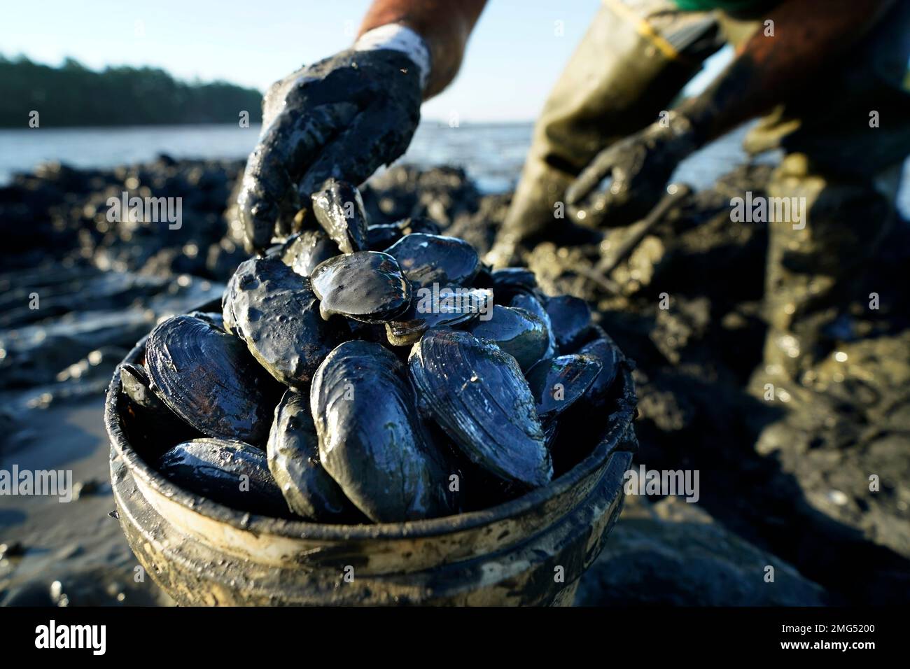 Clams are placed into a bucket by digger Mike Soule, Friday, Sept. 4 ...