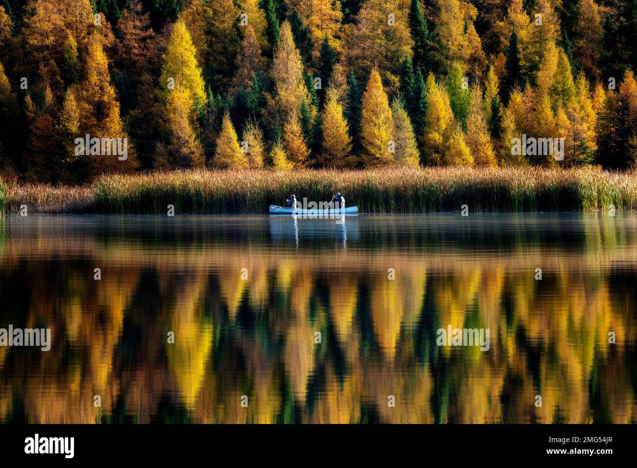 Fall foliage orange colors in the Canadian Prairies Stock Photo - Alamy