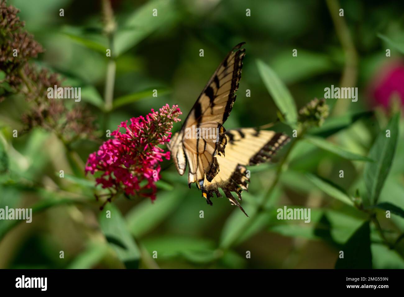 Monarch Butterfly Canada summer leaves Ontario Perched Stock Photo - Alamy