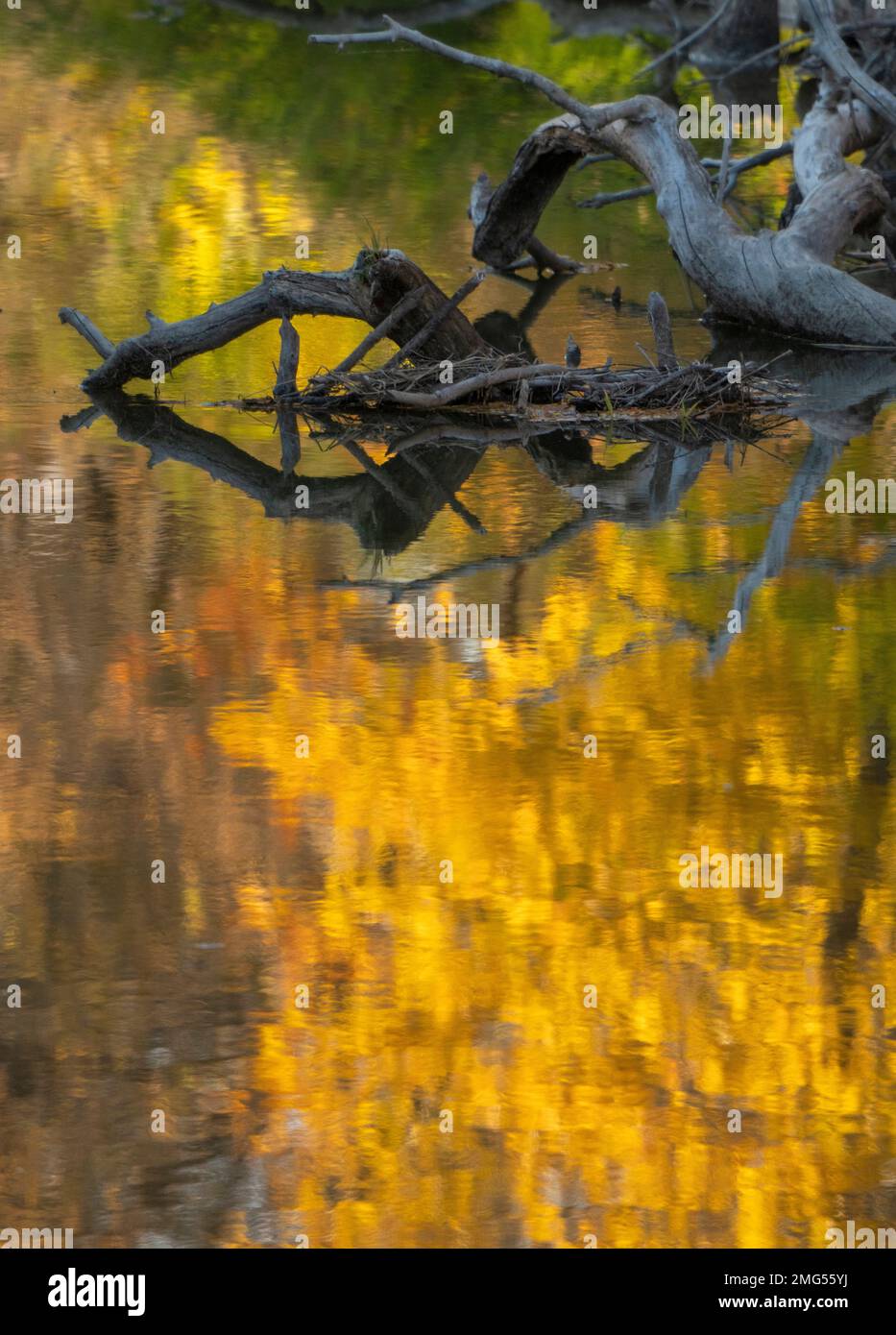 Fall foliage orange colors in the Canadian Prairies Stock Photo - Alamy