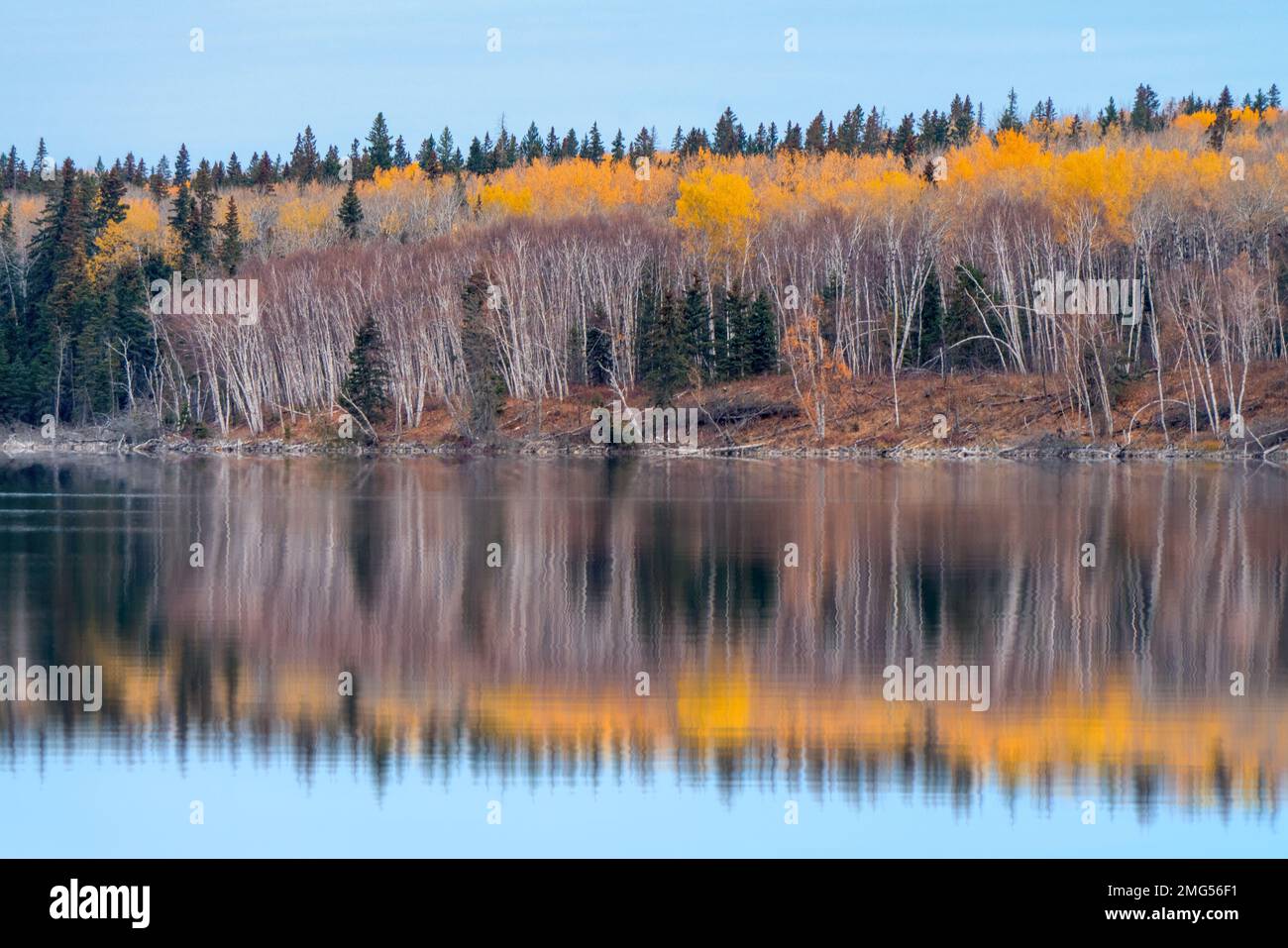 Fall foliage orange colors in the Canadian Prairies Stock Photo - Alamy