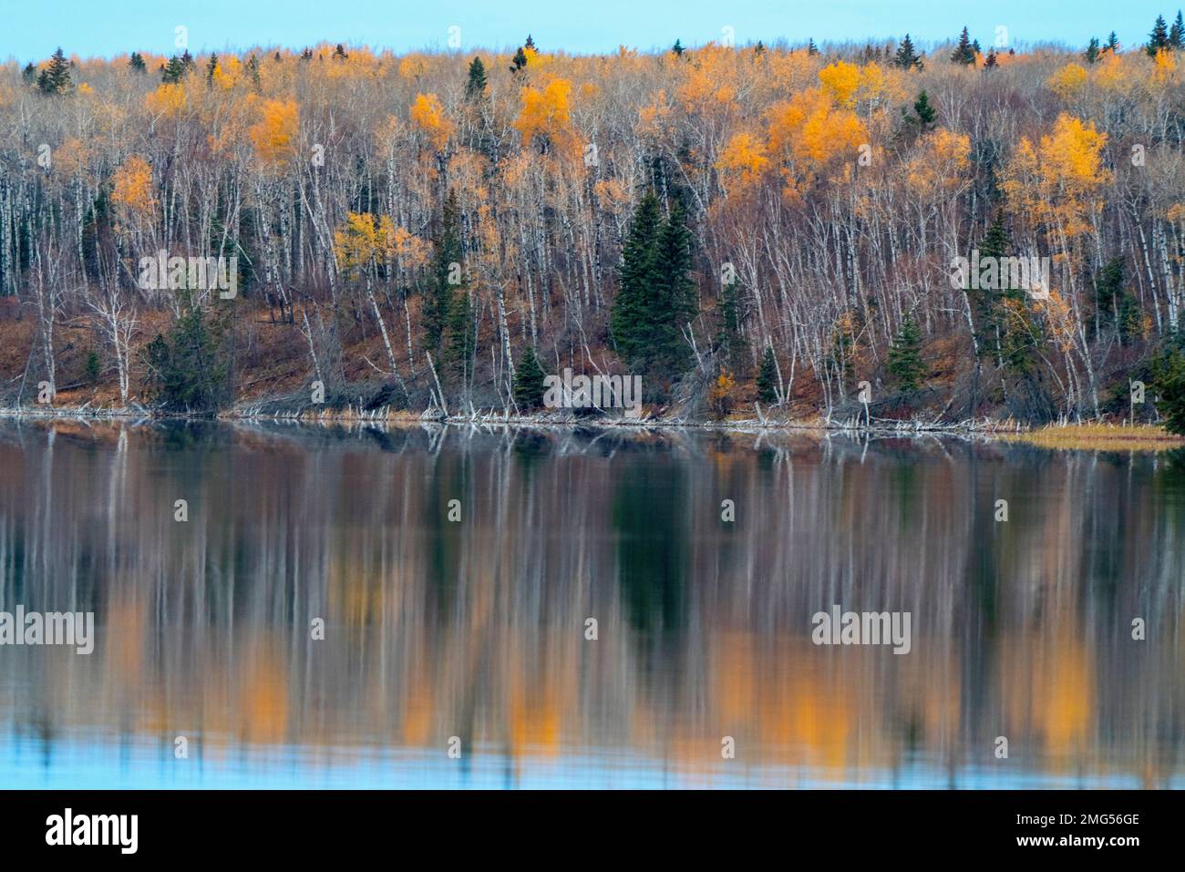 Fall foliage orange colors in the Canadian Prairies Stock Photo - Alamy