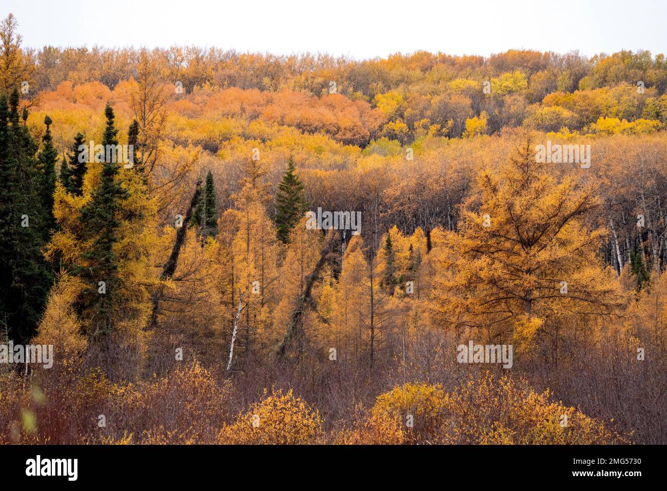 Fall foliage orange colors in the Canadian Prairies Stock Photo - Alamy