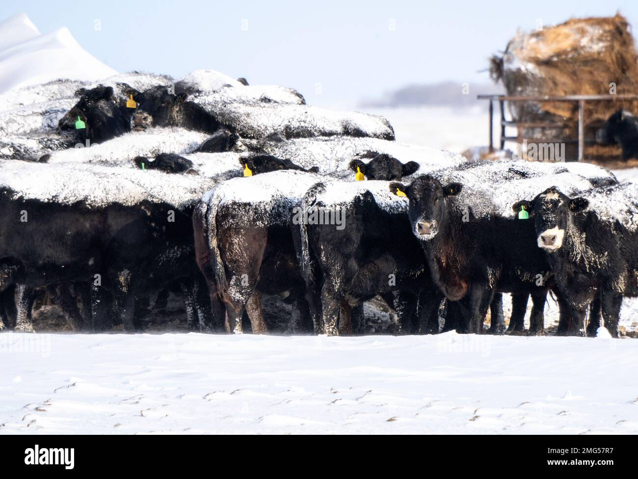 Cattle Herd Winter frozen Prairie Ranch Saskatchewan Stock Photo - Alamy