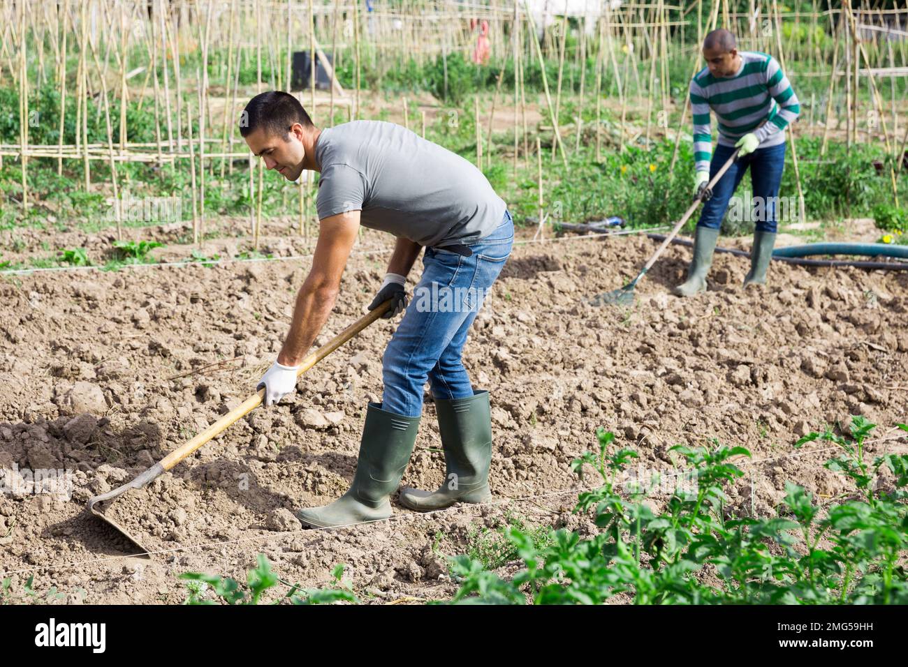 Amateur gardener hoeing soil before seedlings planting Stock Photo - Alamy