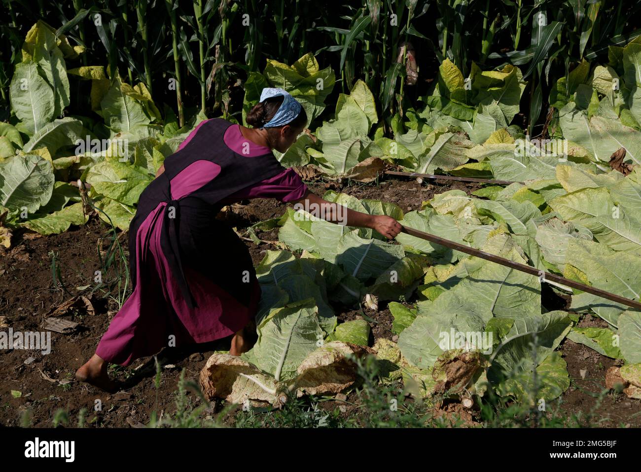Rachel King harvests tobacco on her family farm Friday Sept. 4, 2020 in ...