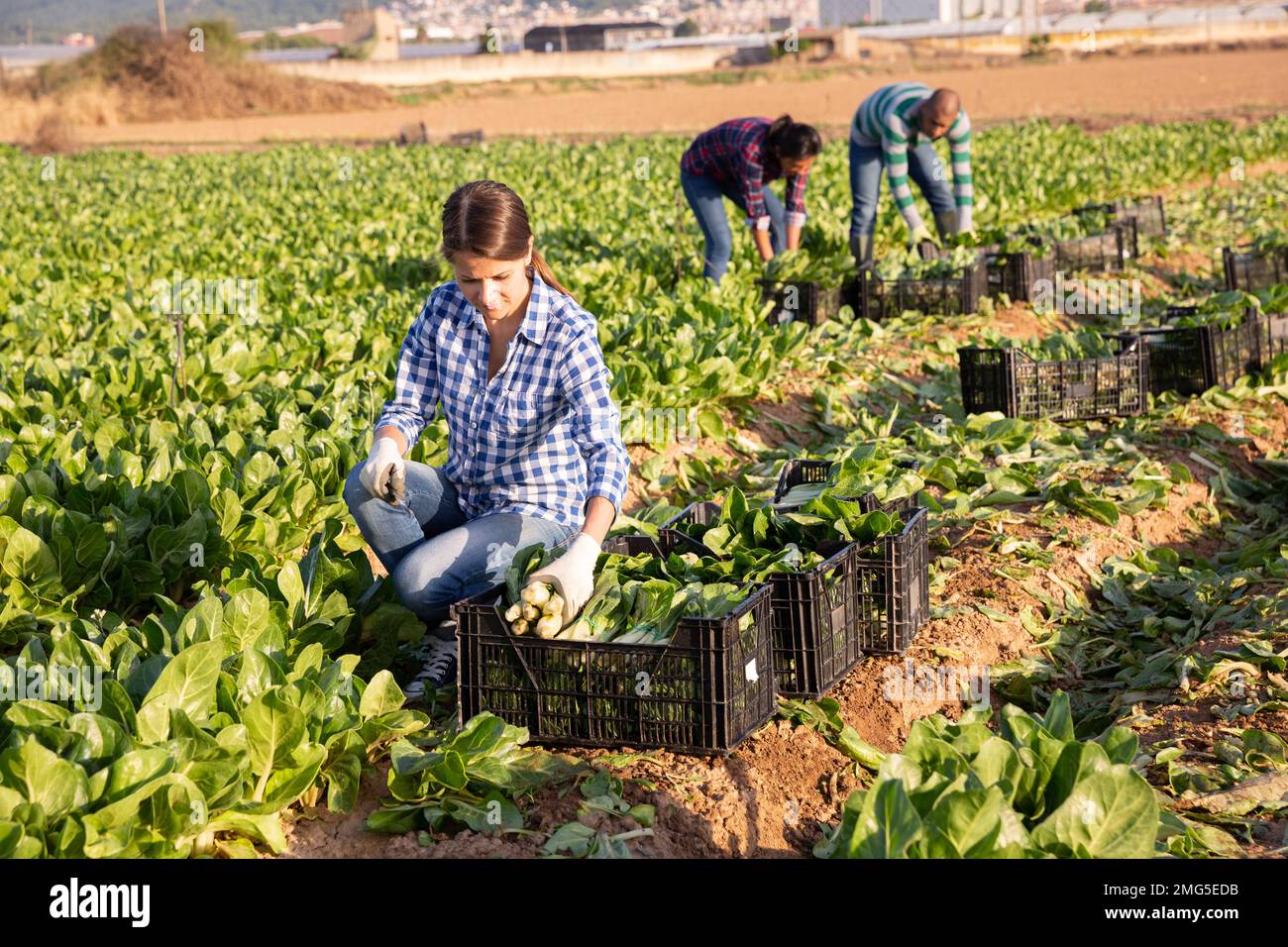 Female worker harvesting swiss chard on field Stock Photo - Alamy
