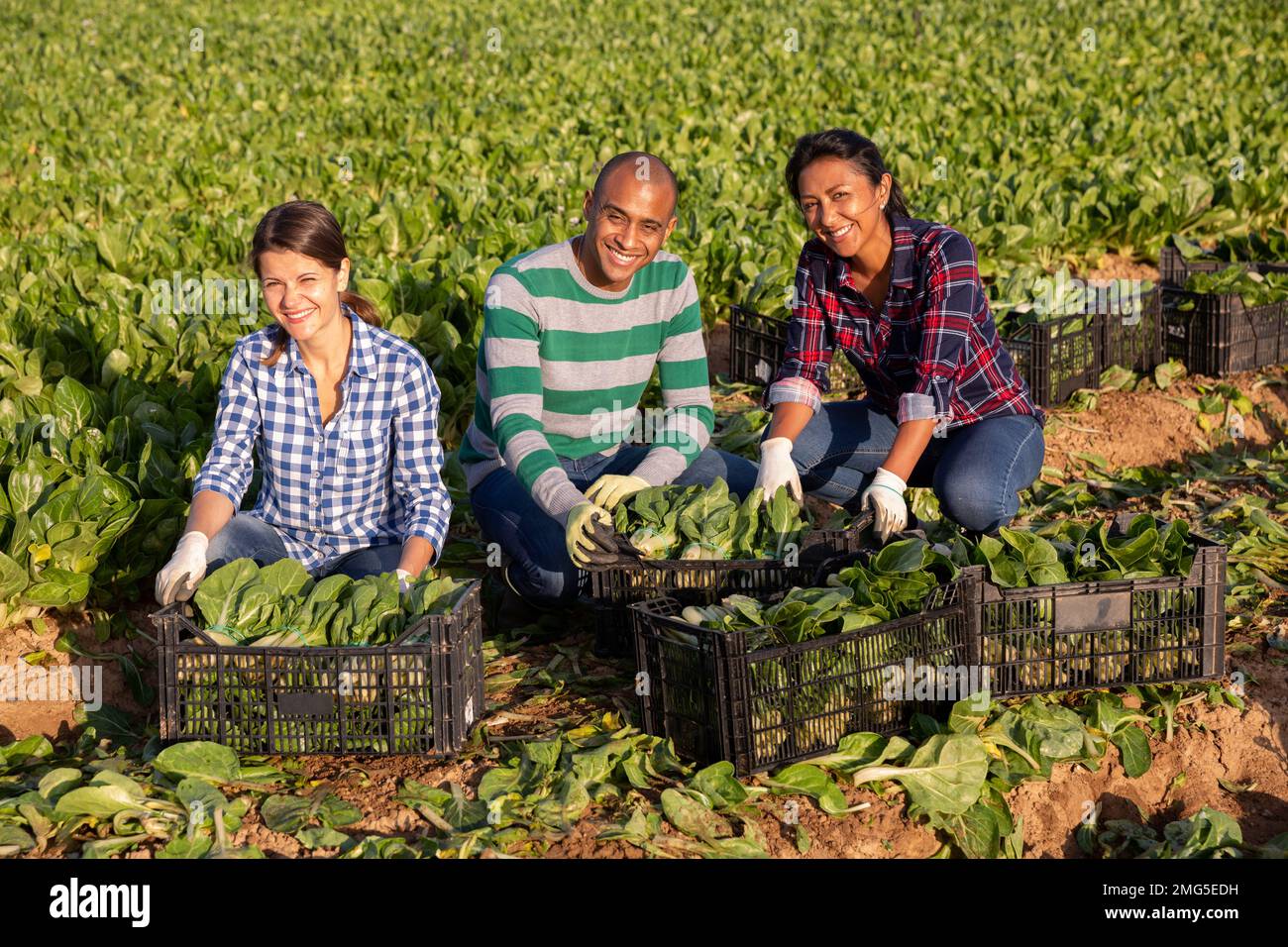 Three farmers posing on swiss chard field Stock Photo - Alamy
