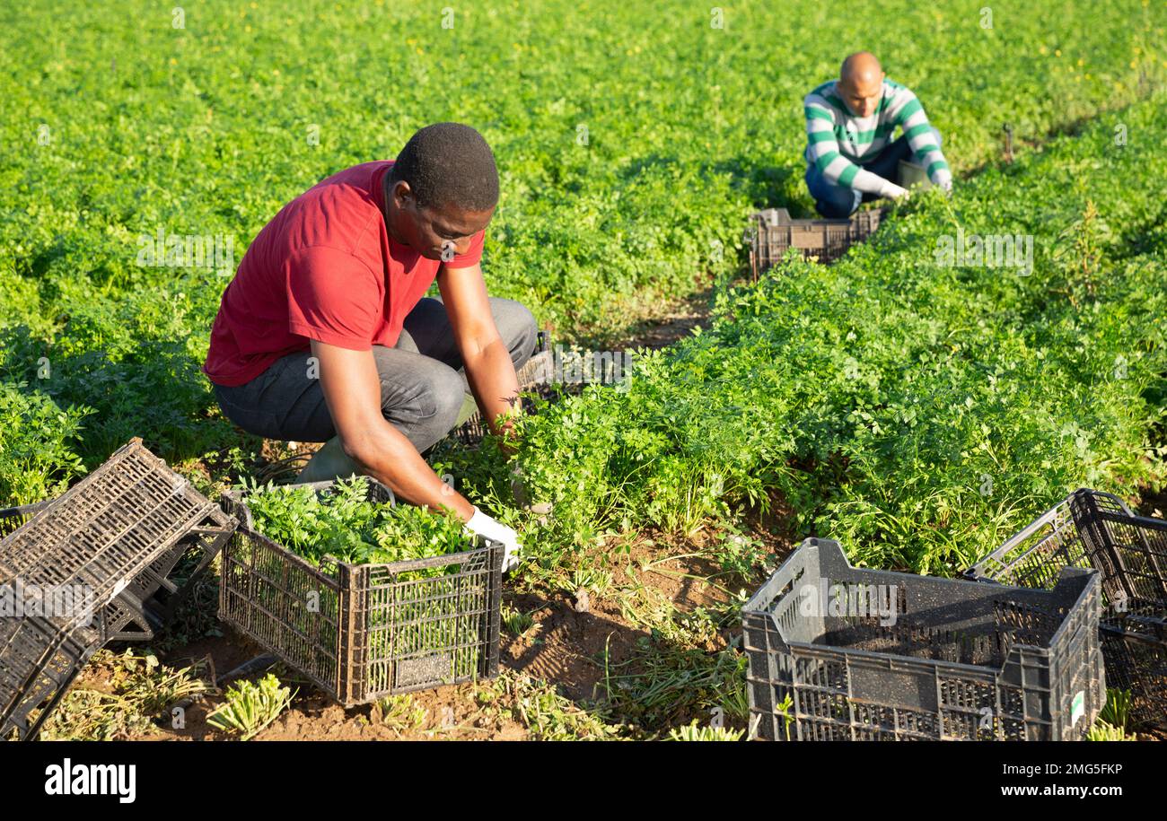 Afro and Latino farm workers picking parsley Stock Photo - Alamy