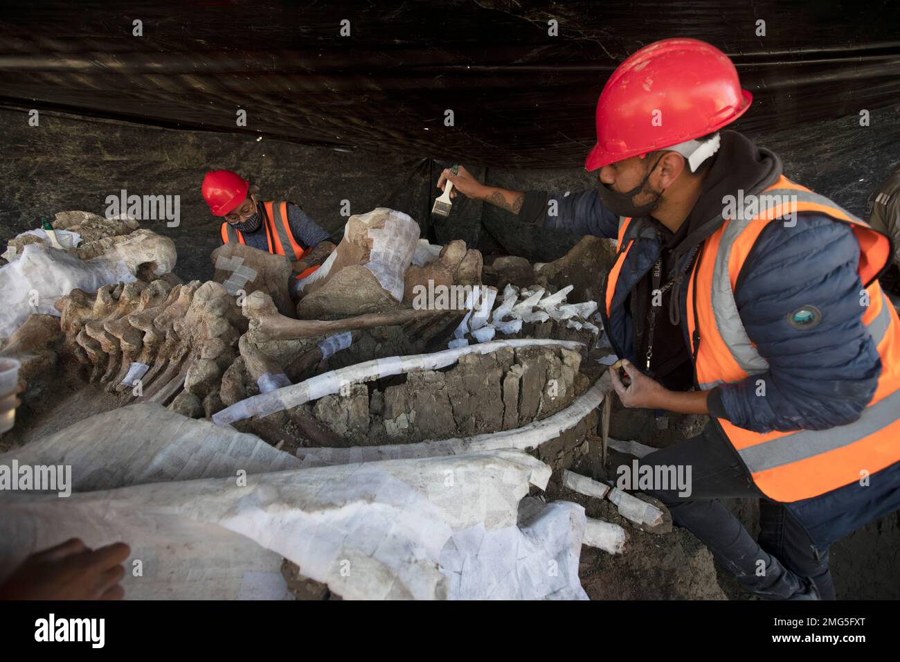 Paleontologists work to preserve the skeleton of a mammoth that was ...