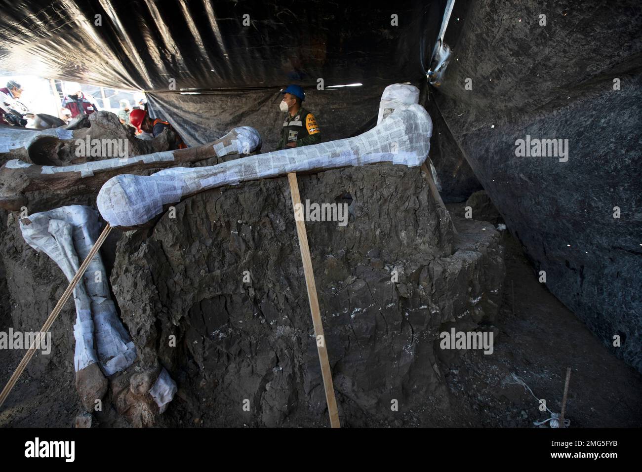 Paleontologists work to preserve the skeleton of a mammoth that was ...