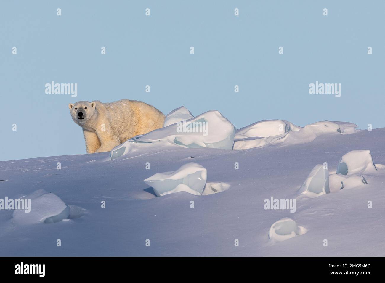 Polar Bears of Baffin Island Stock Photo - Alamy