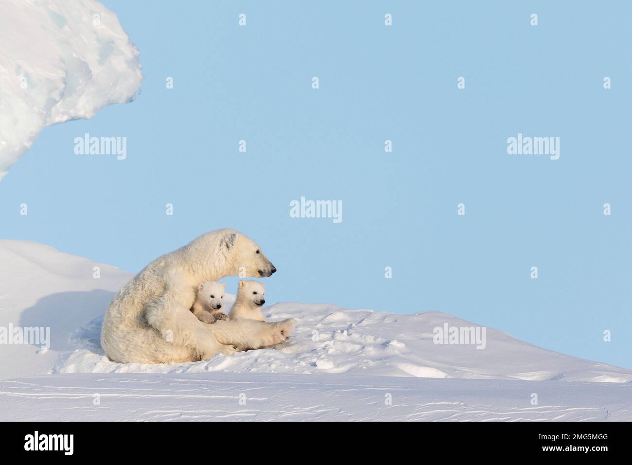 Baffin Island Animals