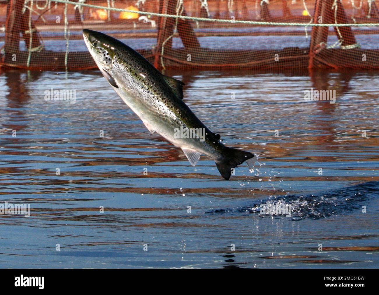 FILE - In this Oct. 11, 2008 file photo, an Atlantic salmon leaps out ...