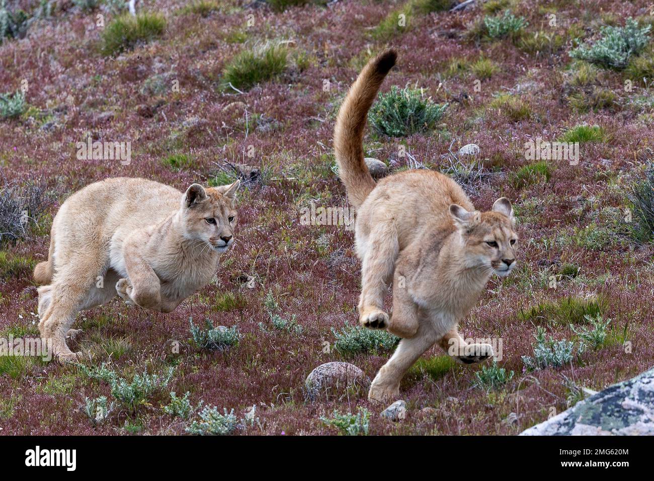 Pumas playing hi-res stock photography and images - Alamy