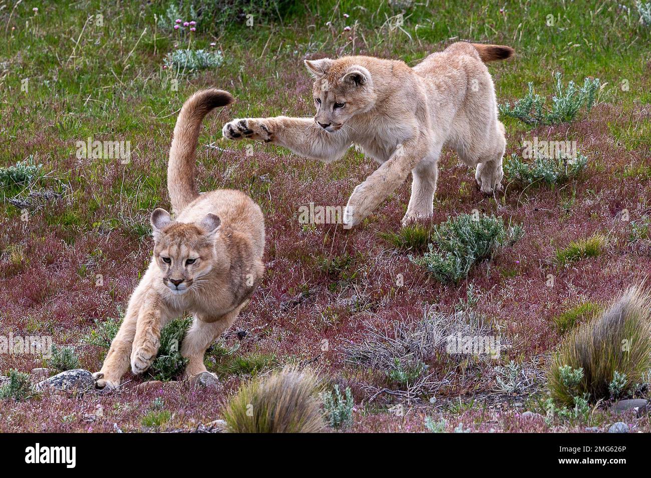 Pumas playing hi-res stock photography and images - Alamy