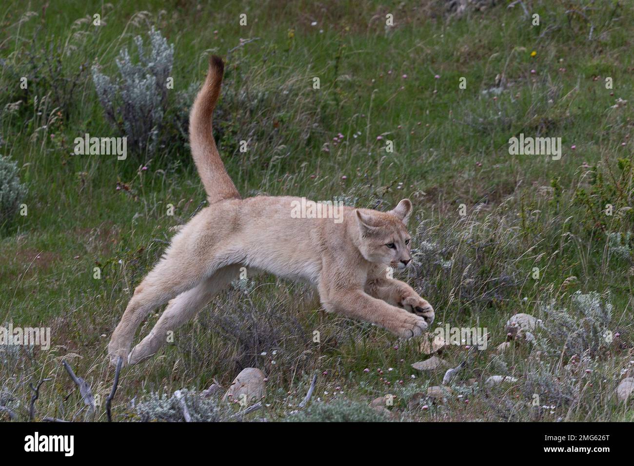 Pumas chile hi-res stock photography and images - Alamy