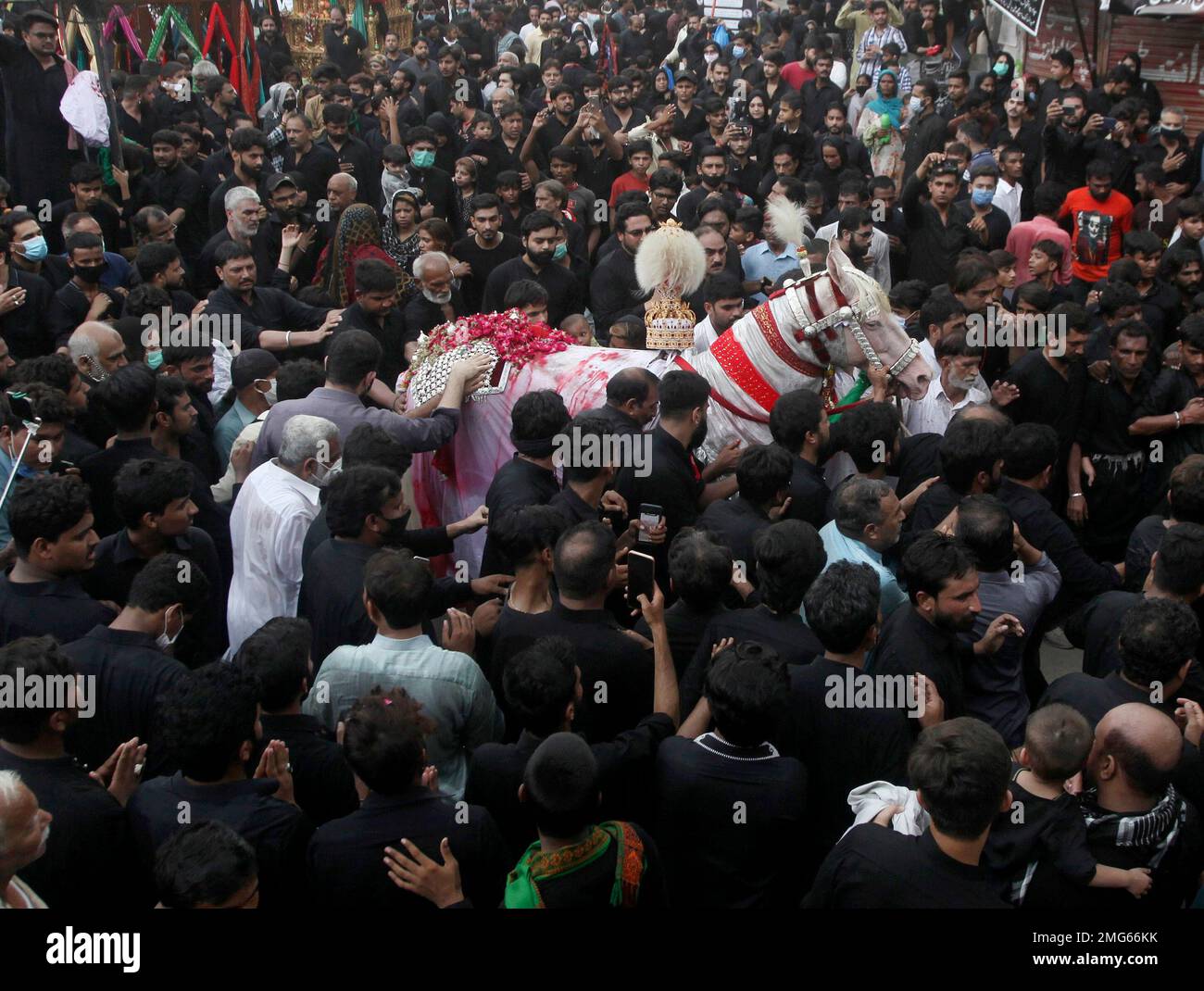Shiite Muslims touch a horse, to symbolize the horse that carried Imam ...