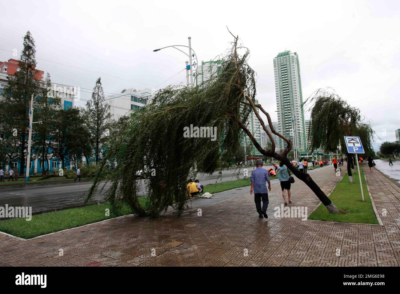 People walk under a damaged tree from a typhoon on a main road in ...