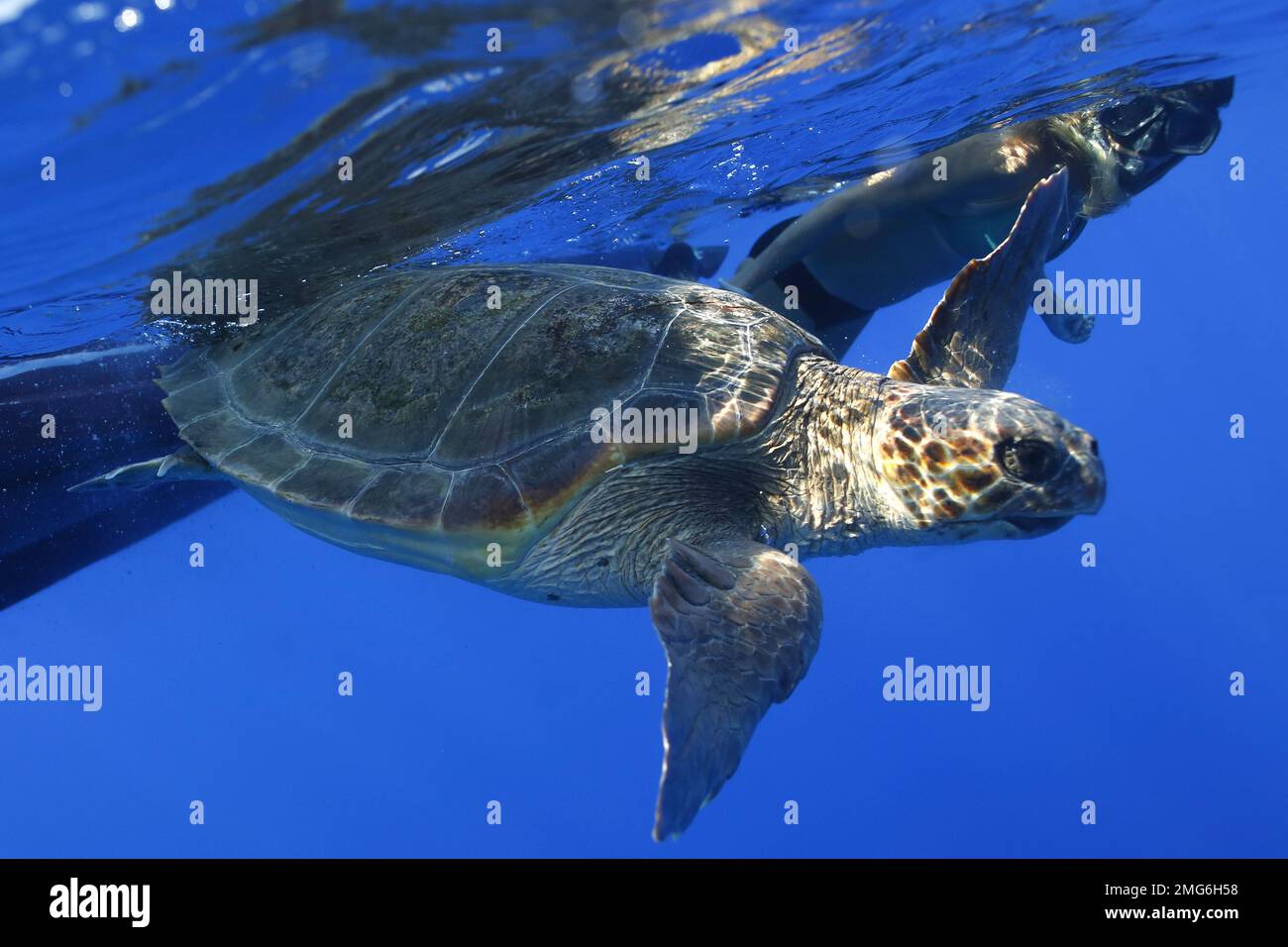Marine Biologist With Sea Turtles