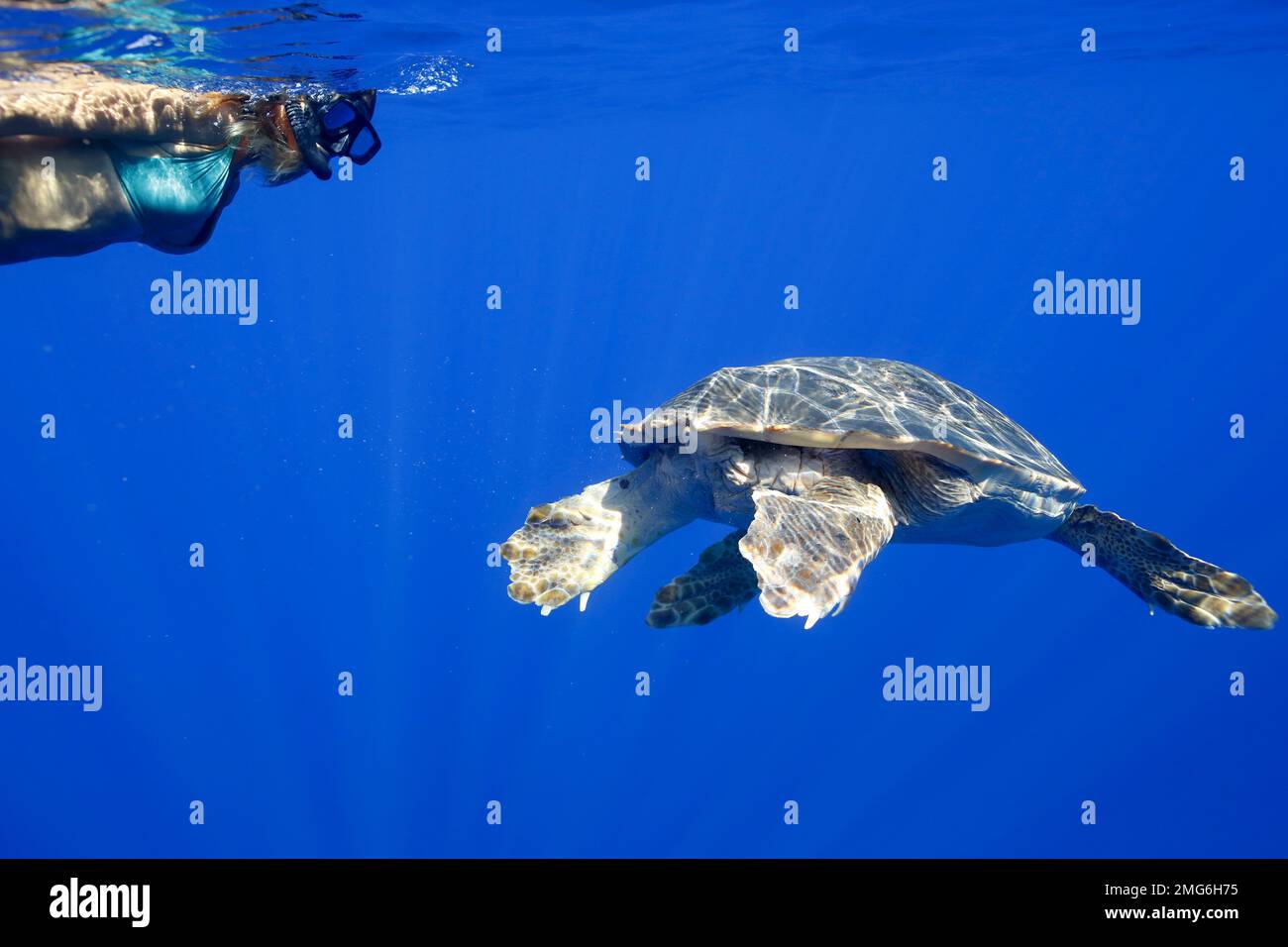 Marine Biologist With Sea Turtles