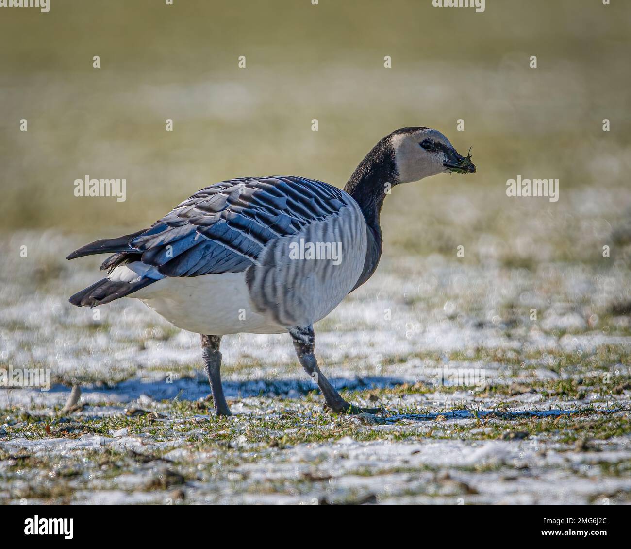 A Barnacle Goose with Canada Geese in Woburn, Massachusetts in ...