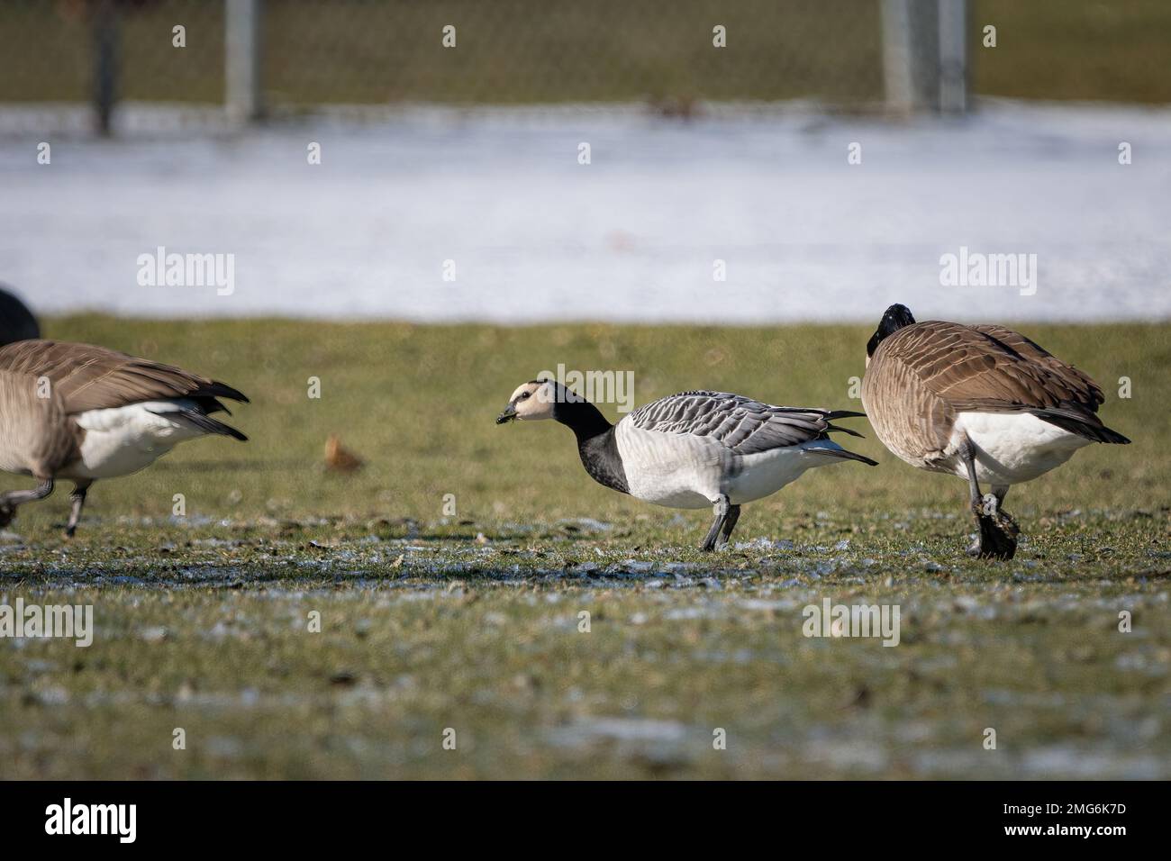 A Barnacle Goose with Canada Geese in Woburn, Massachusetts in ...