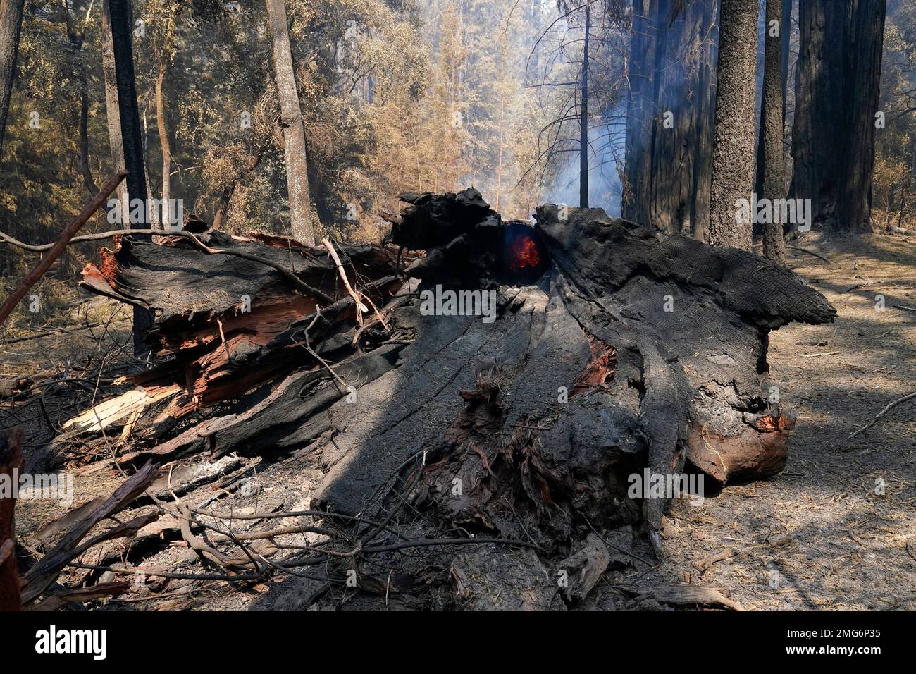 A fallen redwood tree continues to burn Monday, Aug. 24, 2020, in Big ...