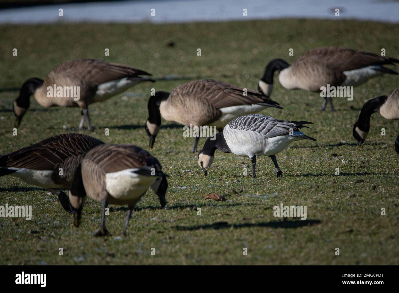 A Barnacle Goose with Canada Geese in Woburn, Massachusetts in ...