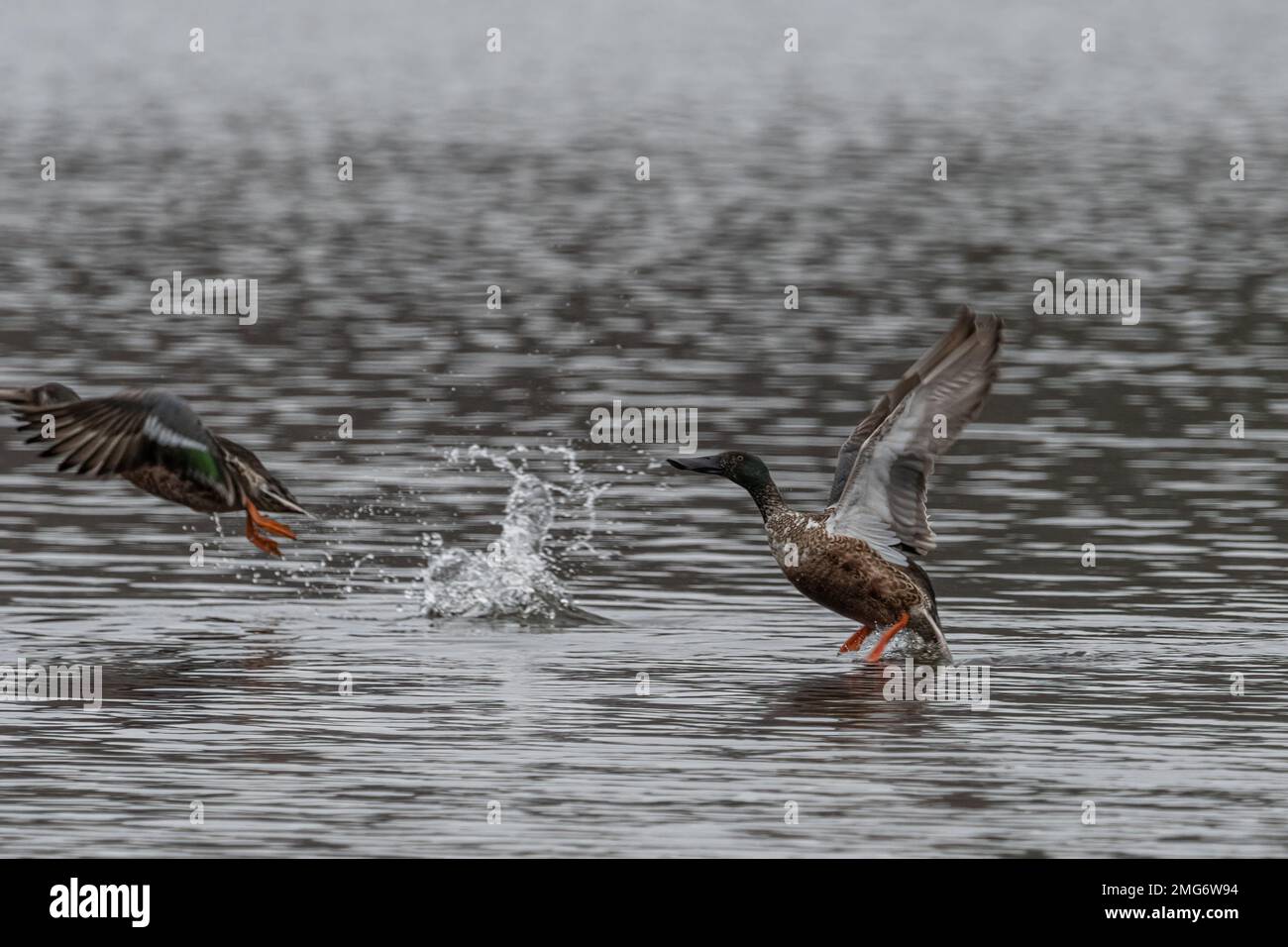 northern shoveler ducks taking flight Stock Photo - Alamy