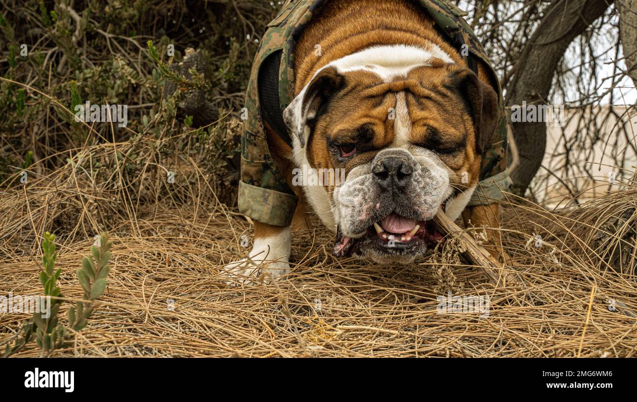 U.S Marine Corps Cpl. Manny, the mascot of Marine Corps Recruit Depot ...