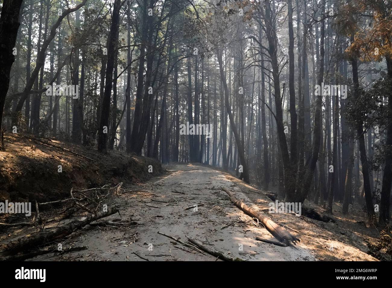 A forest road is littered with debris and trees are burned after the ...