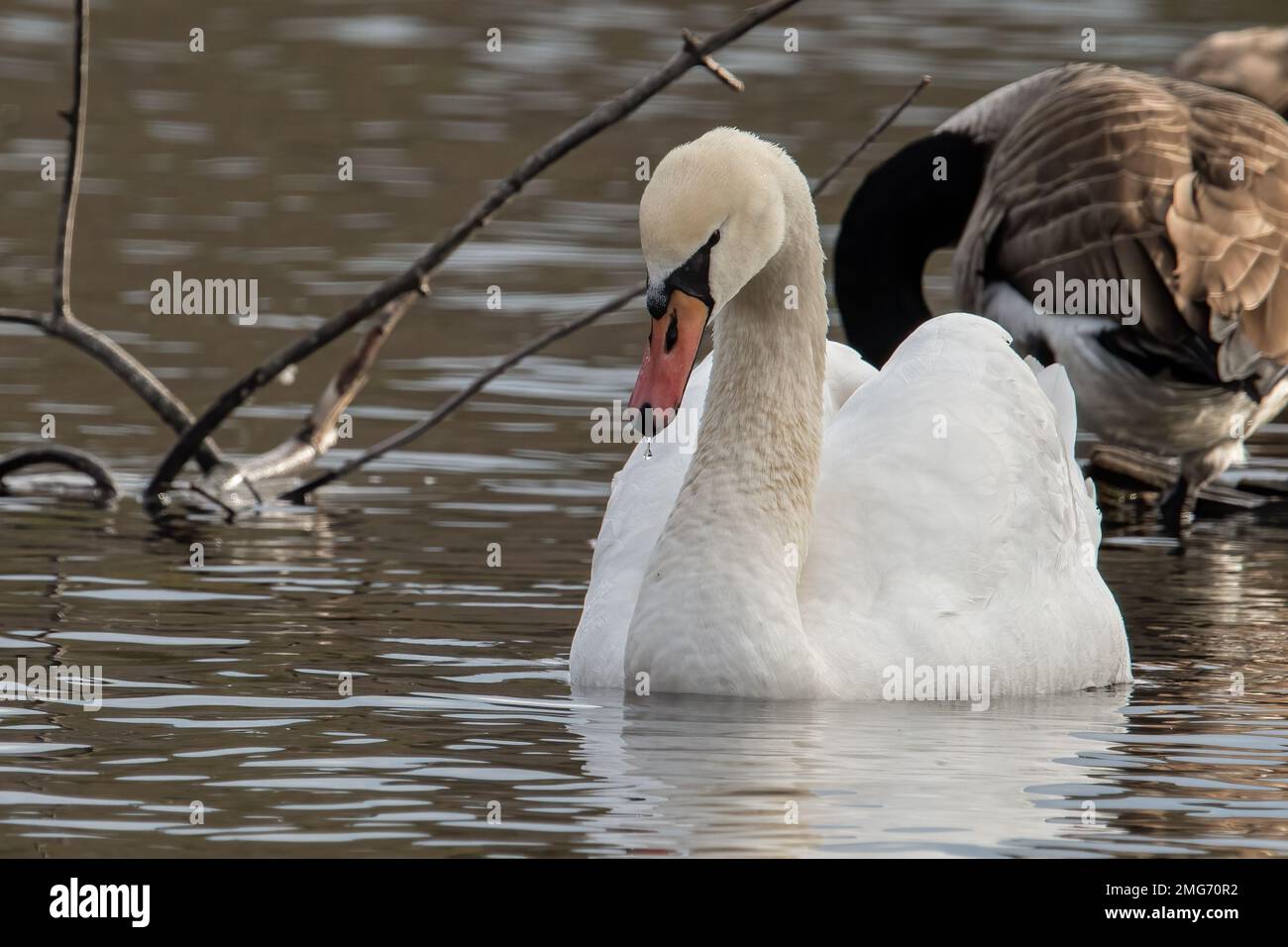 Mute Swan in the water Stock Photo - Alamy
