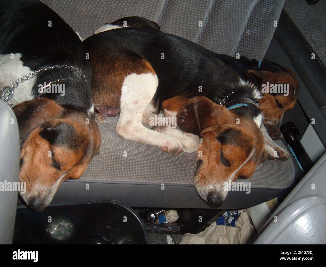Animals - 26-HK-59-79. three dogs of same breed sleeping in vehicle ...