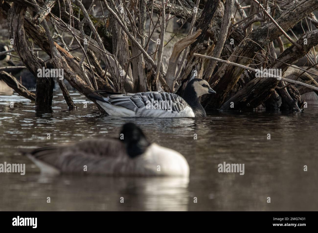 A Barnacle Goose with Canada Geese in Woburn, Massachusetts in ...